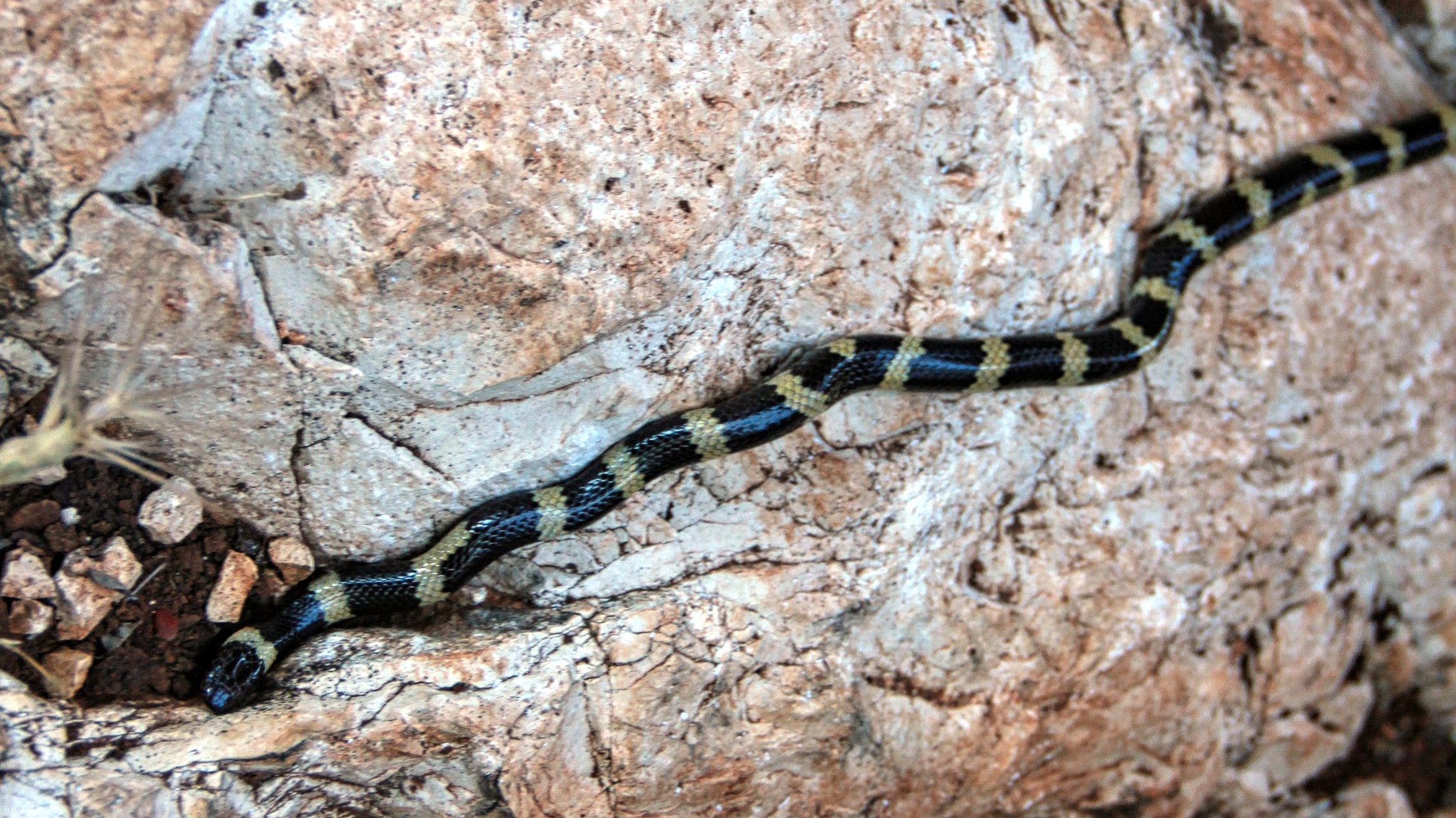 New snake family–Micrelapidae–discovered, three species identified